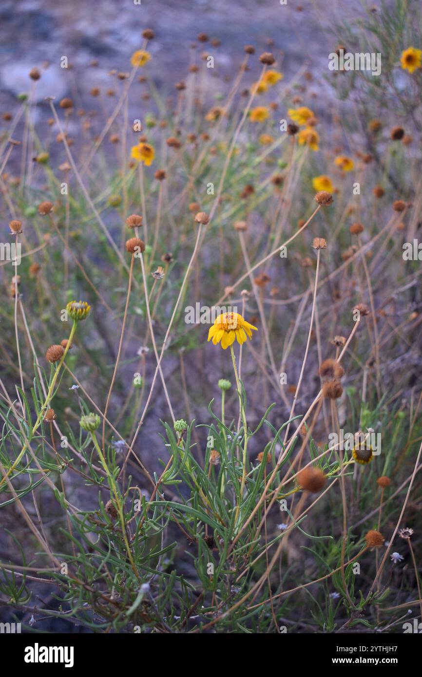 Skeletonleaf Goldeneye (Sidneya tenuifolia Stock Photo - Alamy