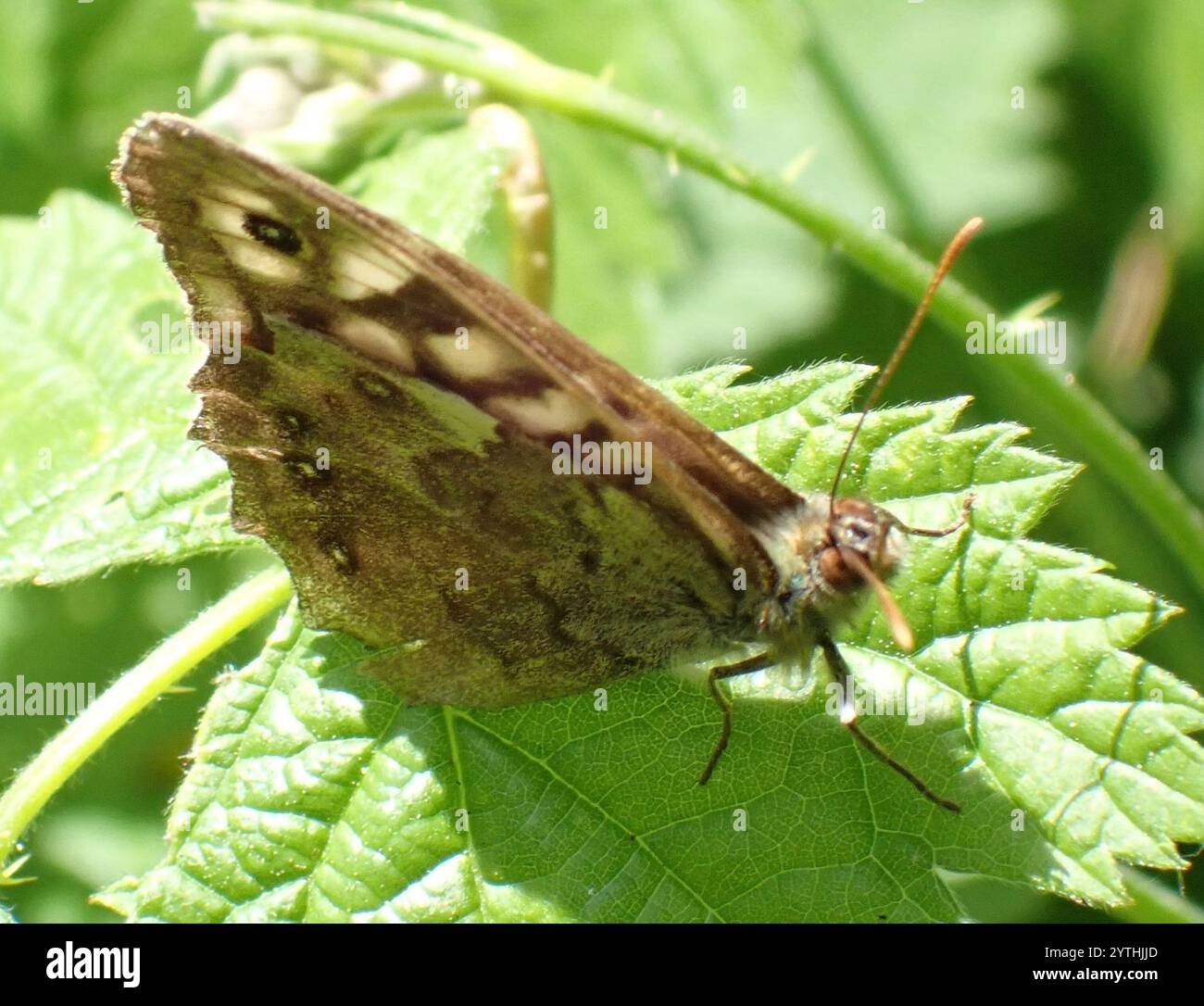 Chequered Skipper (Carterocephalus palaemon Stock Photo - Alamy