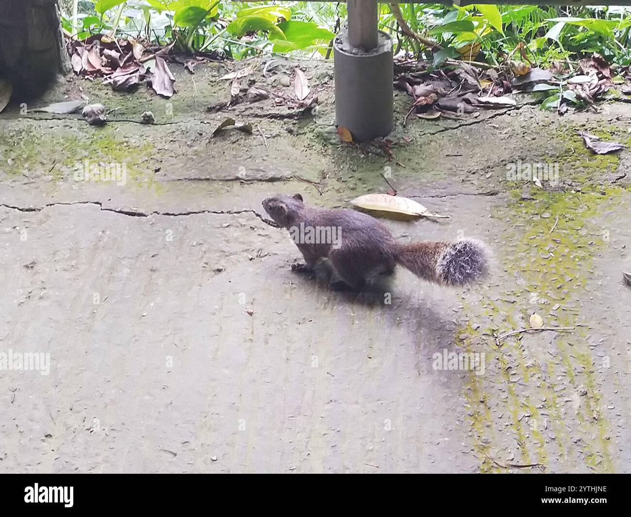 Taiwan Squirrel (Callosciurus erythraeus thaiwanensis Stock Photo - Alamy