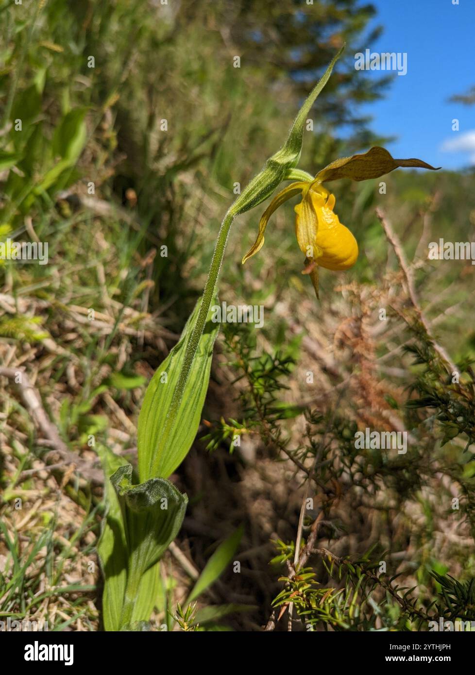 yellow lady's slipper (Cypripedium parviflorum Stock Photo - Alamy