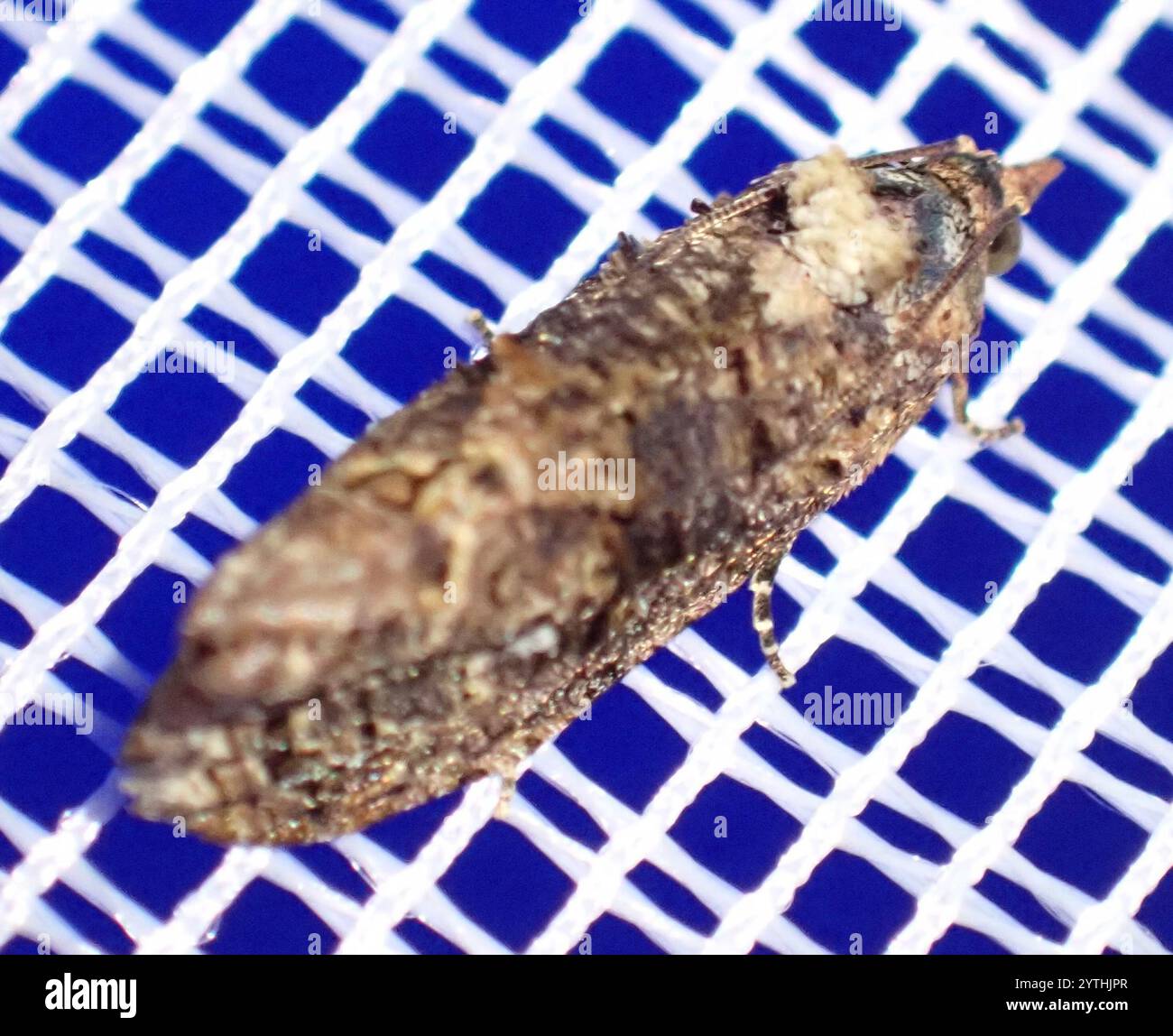False Codling Moth (Thaumatotibia leucotreta Stock Photo - Alamy