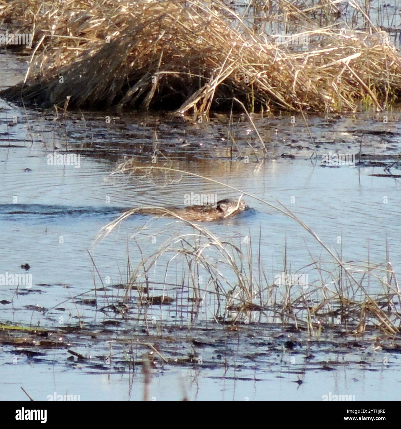 Muskrat (Ondatra zibethicus Stock Photo - Alamy