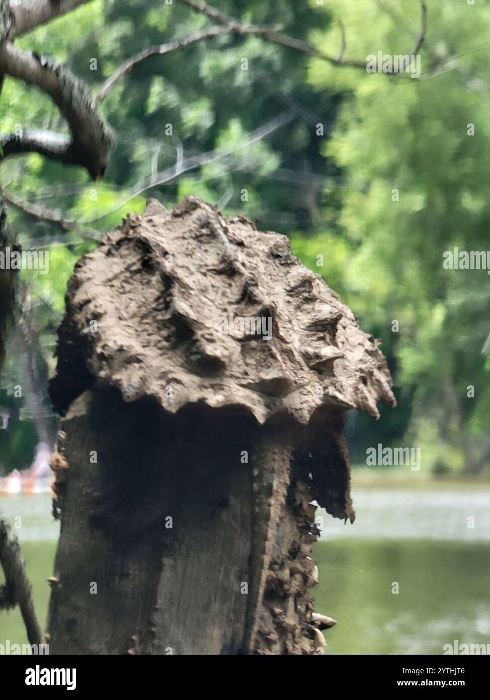 Alligator Snapping Turtle (Macrochelys temminckii Stock Photo - Alamy