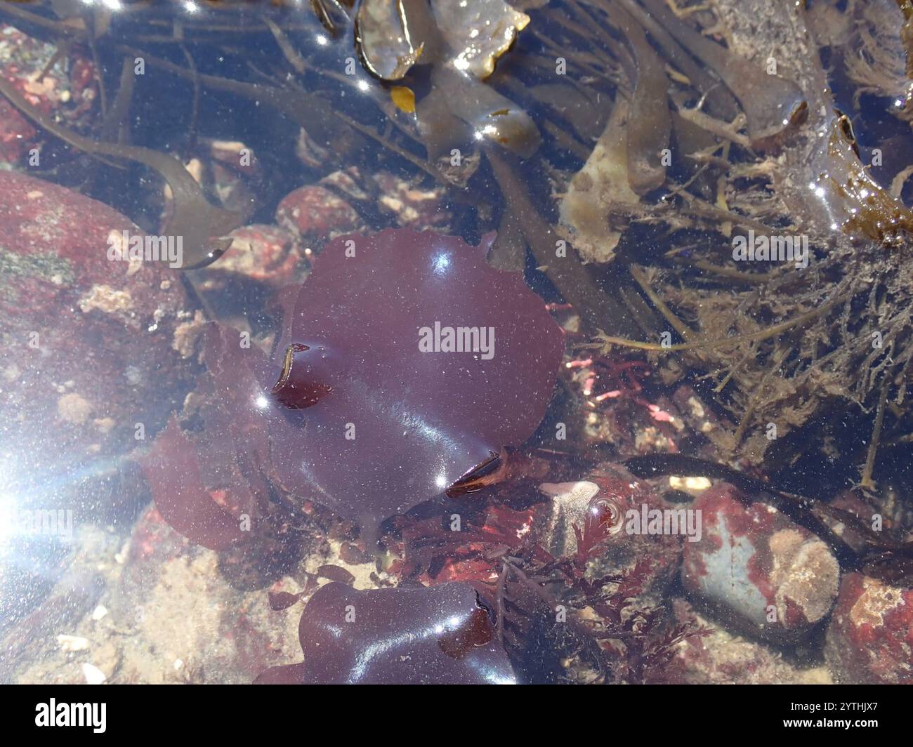 Iridescent Algae (Mazzaella Stock Photo - Alamy