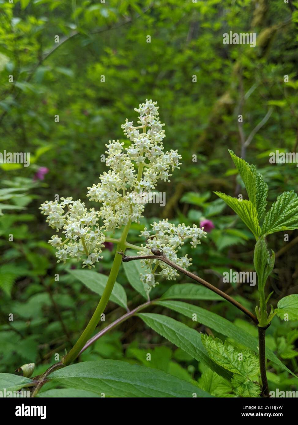 red-berried elder (Sambucus racemosa Stock Photo - Alamy