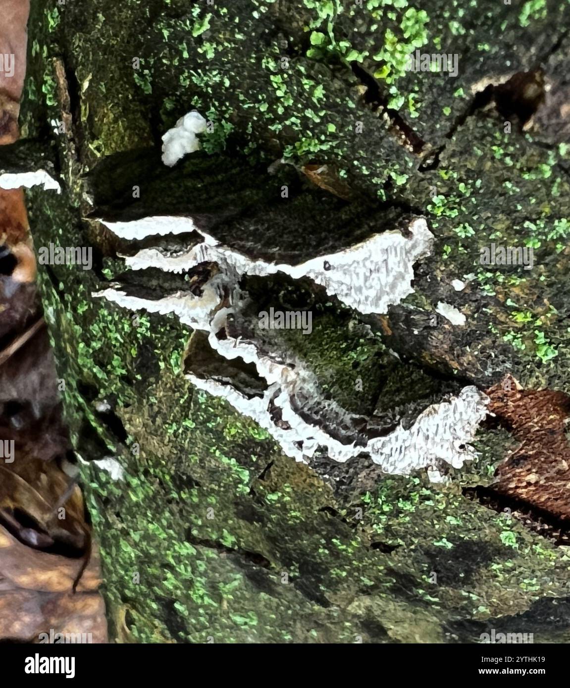 Cerrena unicolor hi-res stock photography and images - Alamy