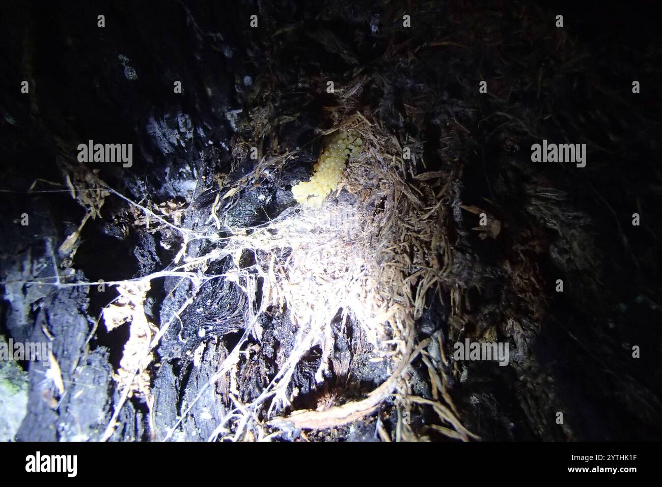 Hadronyche hi-res stock photography and images - Alamy
