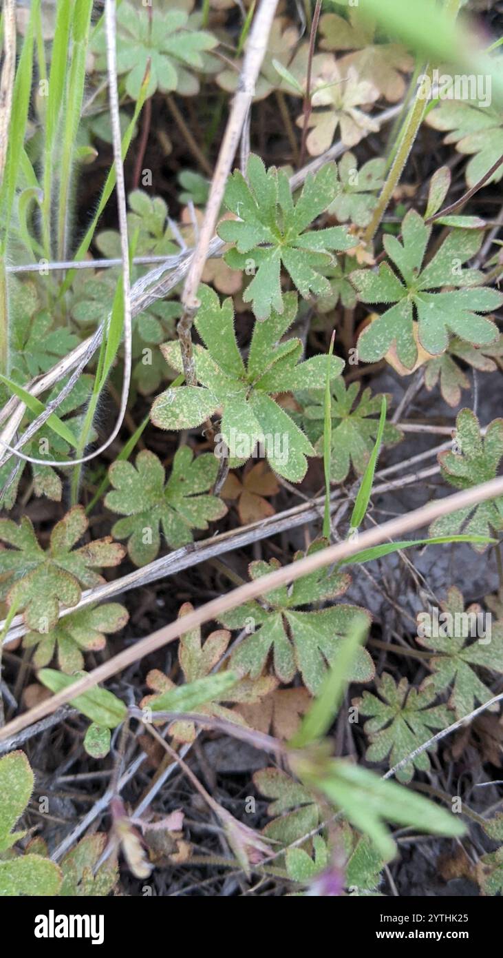 Bulbous woodland star (Lithophragma glabrum Stock Photo - Alamy