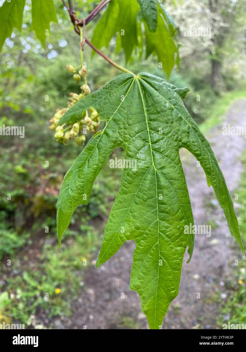 bigleaf maple (Acer macrophyllum Stock Photo - Alamy