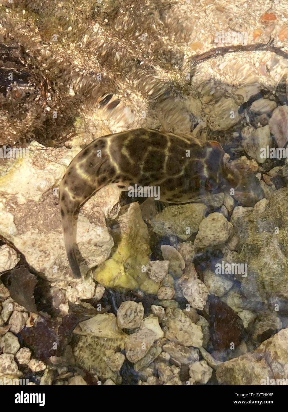 Checkered Puffer (Sphoeroides testudineus Stock Photo - Alamy