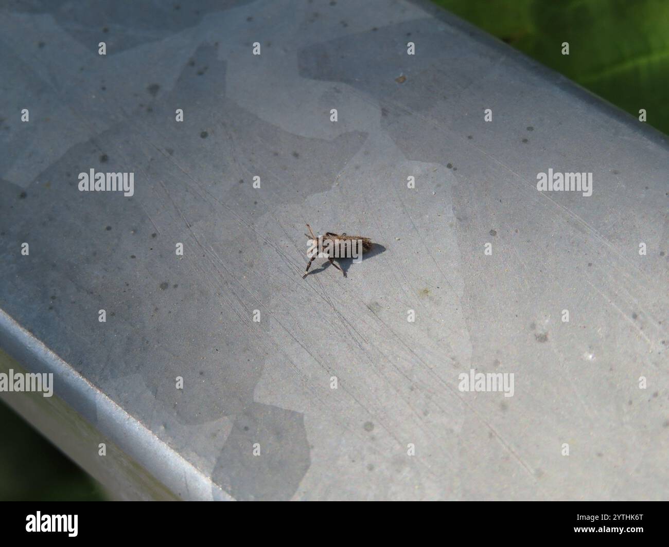 broadened planthopper (Asiraca clavicornis Stock Photo - Alamy