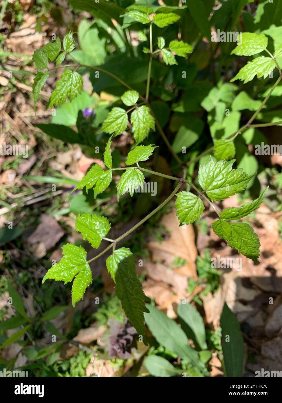 baneberries and cohoshes (Actaea Stock Photo - Alamy