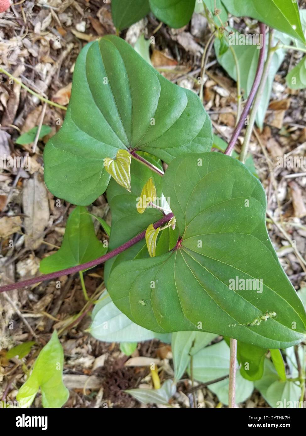 Chinese yam (Dioscorea polystachya Stock Photo - Alamy