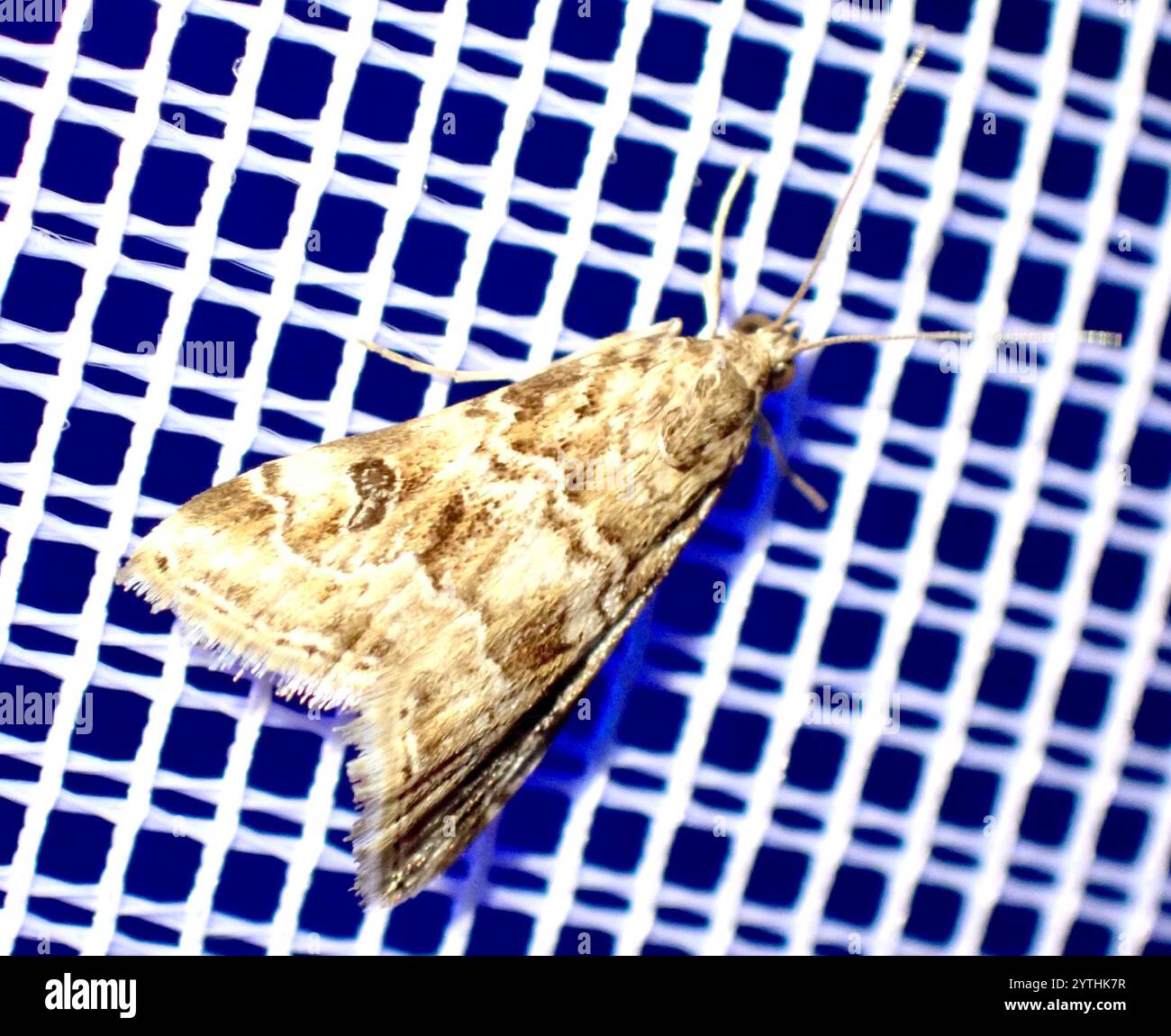 Hellula undalis hi-res stock photography and images - Alamy