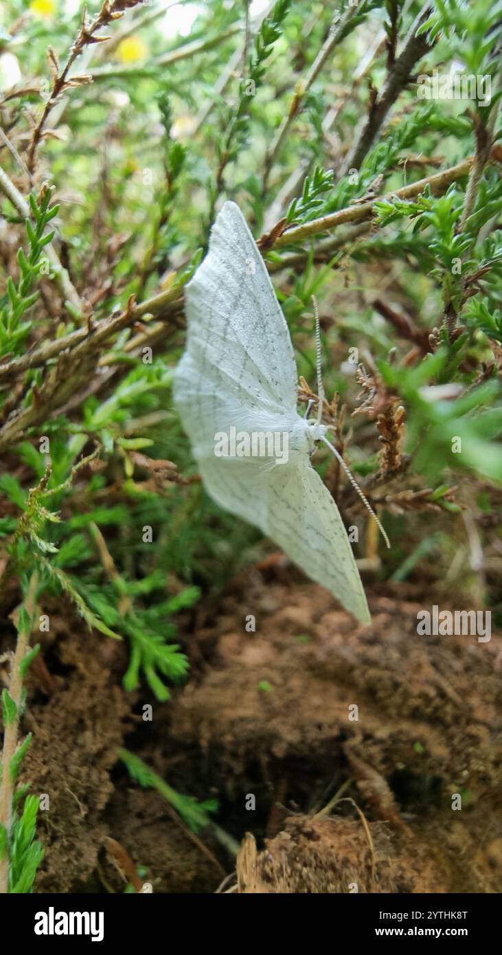 Common White Wave (Cabera pusaria Stock Photo - Alamy