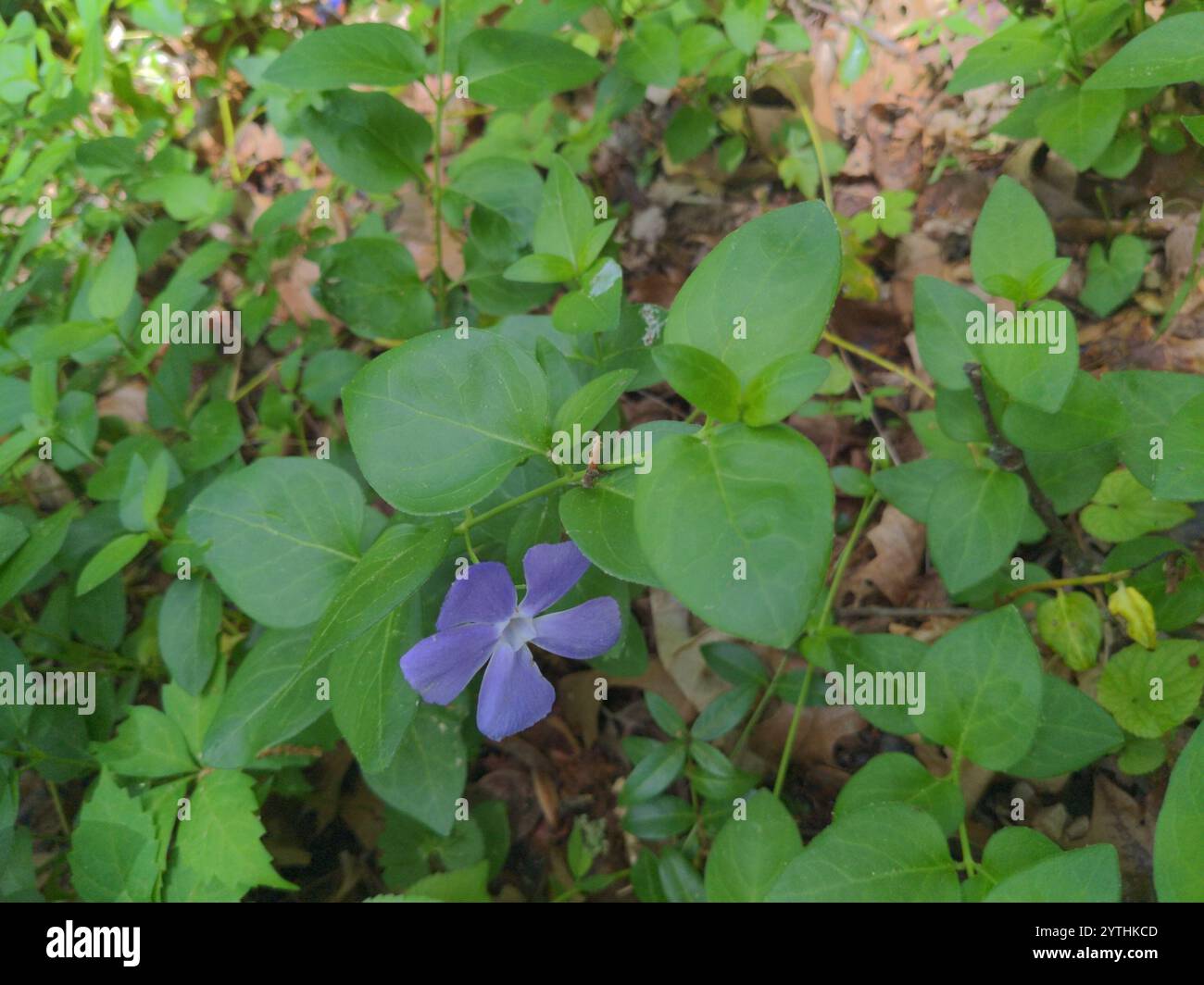 greater periwinkle (Vinca major Stock Photo - Alamy