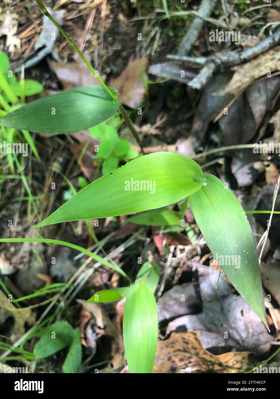 Variable Witchgrass (Dichanthelium commutatum commutatum Stock Photo ...