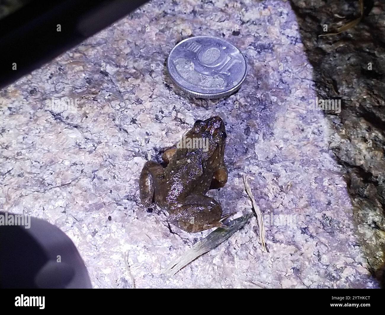 Fujian Large-headed Frog (Limnonectes fujianensis Stock Photo - Alamy