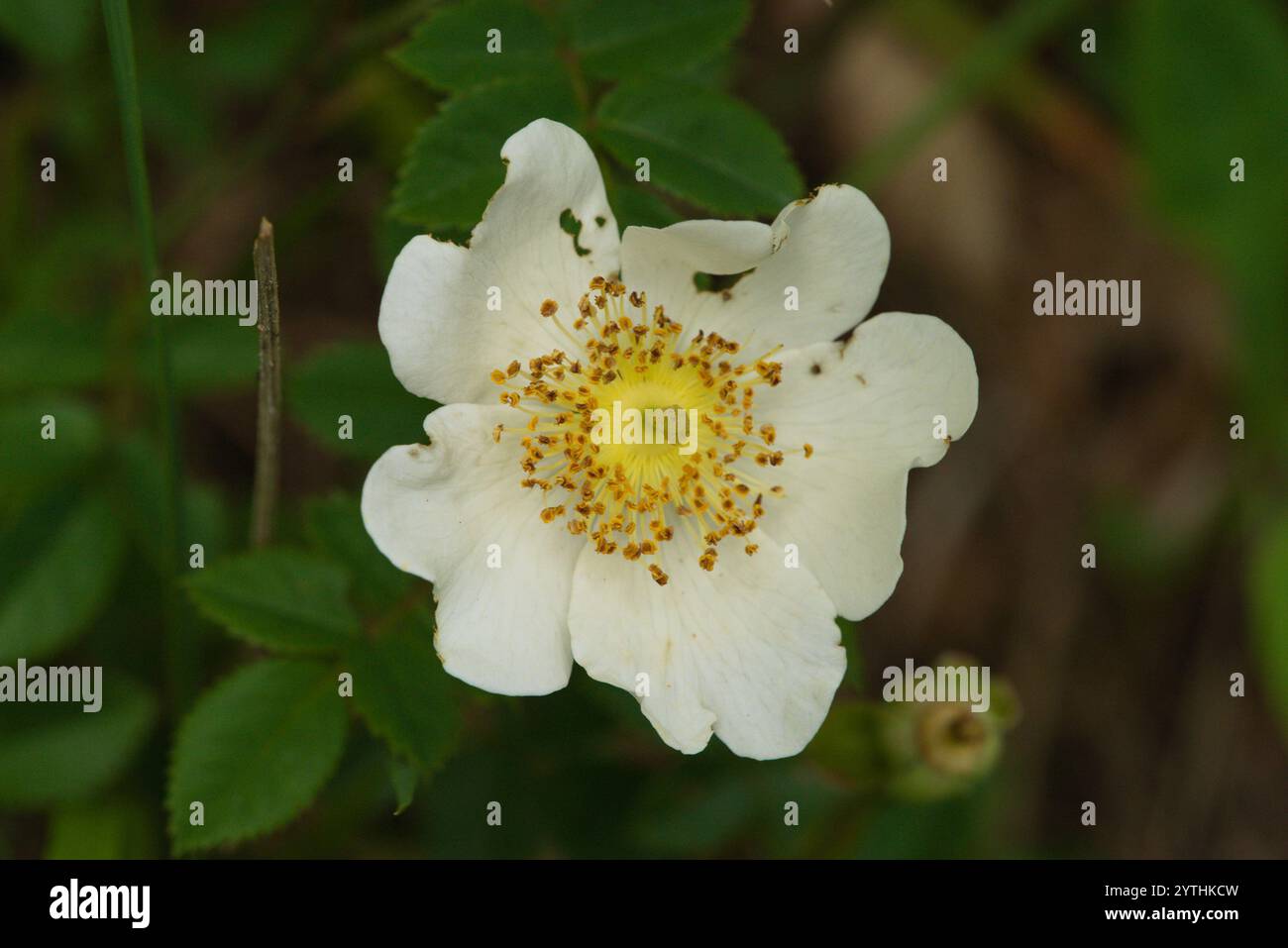 Field Rose (Rosa arvensis Stock Photo - Alamy