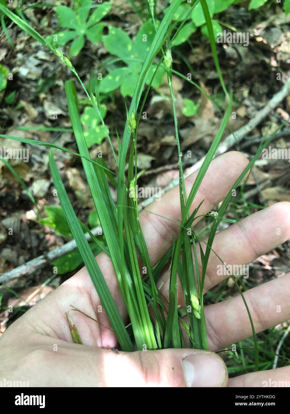 flat-spiked sedge (Carex planispicata Stock Photo - Alamy