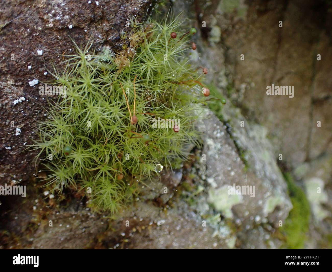 Common Apple-moss (Bartramia pomiformis Stock Photo - Alamy