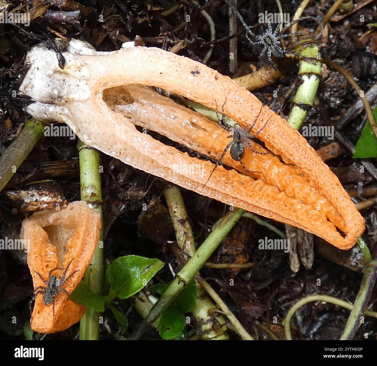 stinky squid (Pseudocolus fusiformis Stock Photo - Alamy
