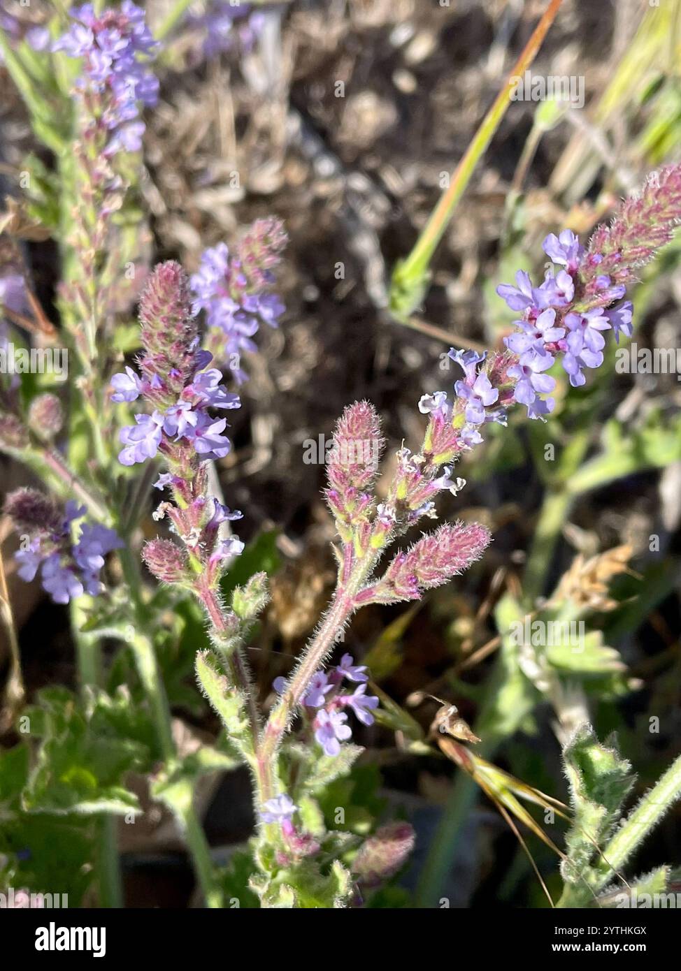 western vervain (Verbena lasiostachys Stock Photo - Alamy