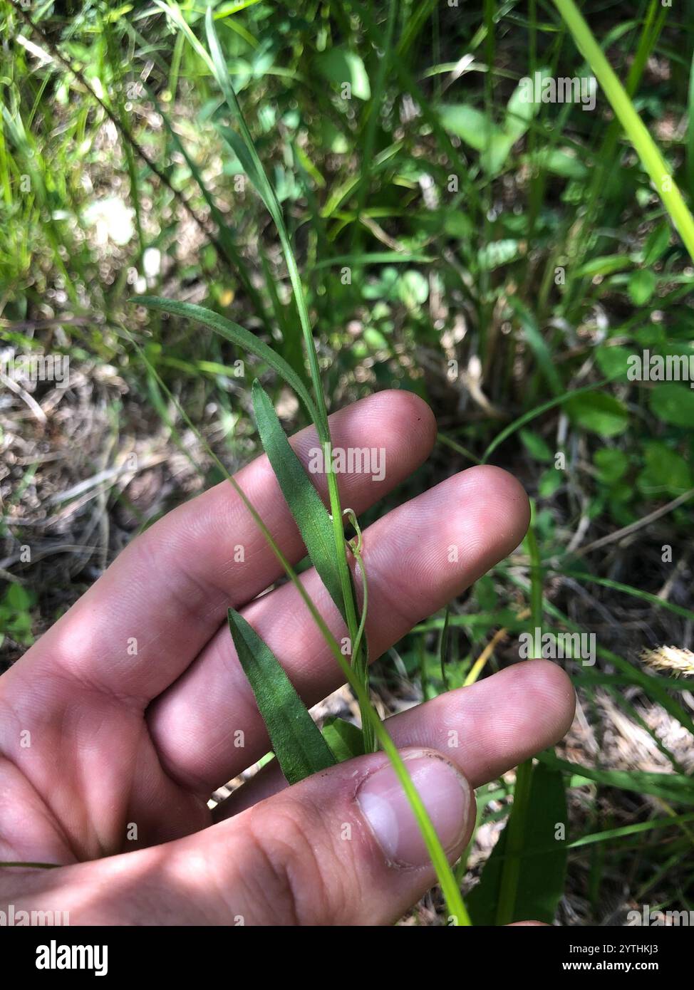 Grassleaf azure aster (Symphyotrichum oolentangiense poaceum Stock ...