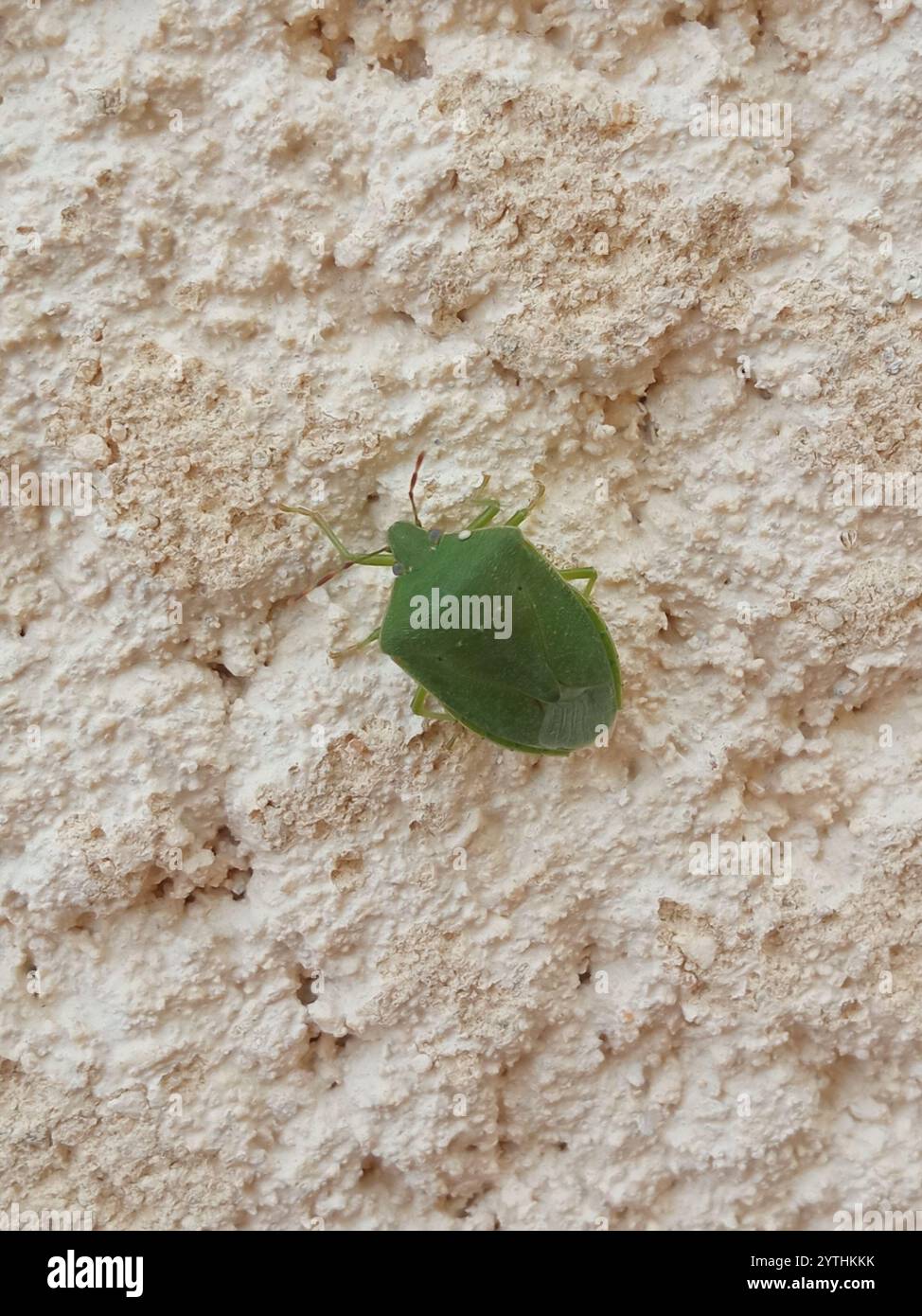 Southern Green Stink Bug (Nezara viridula Stock Photo - Alamy