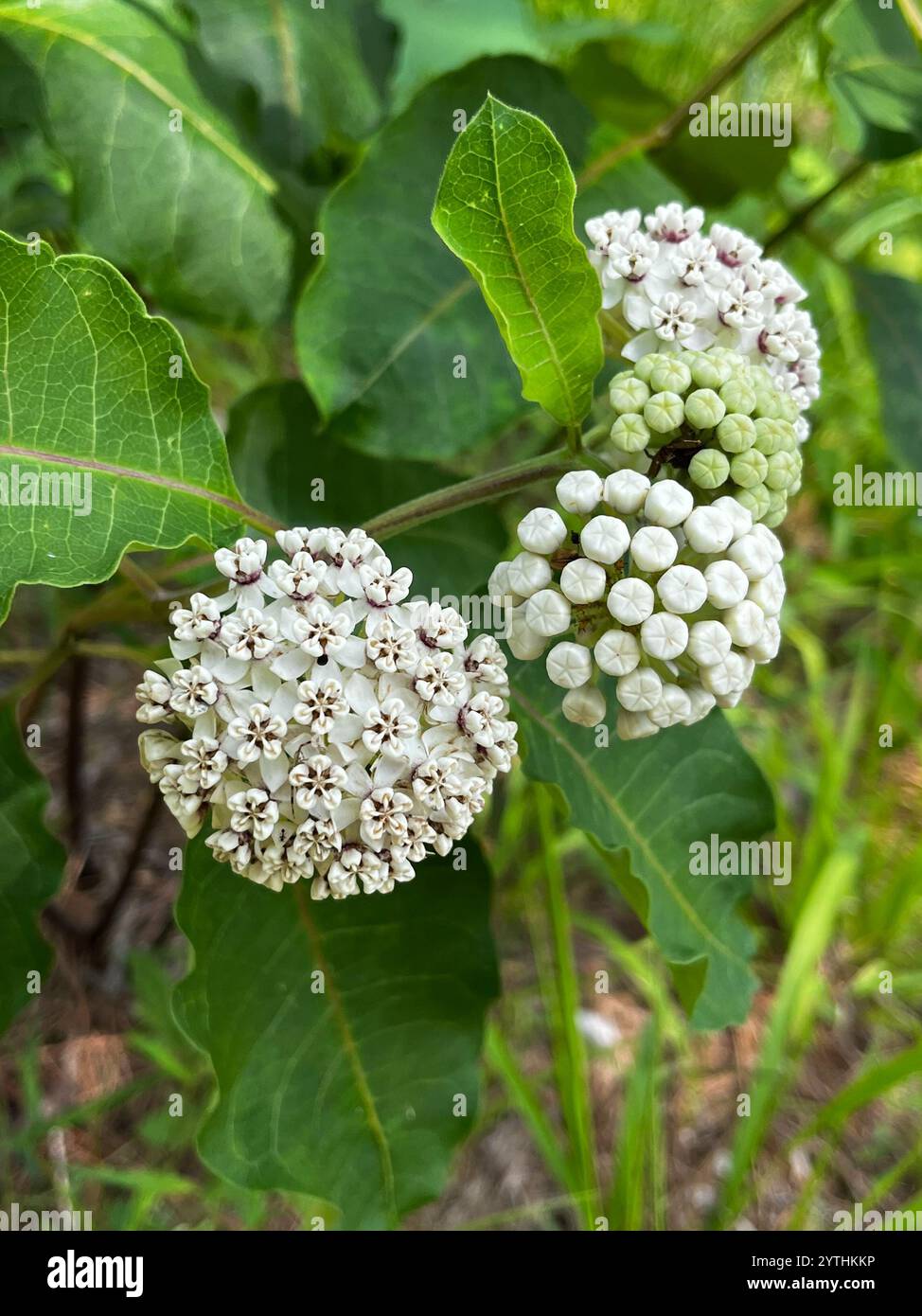 redring milkweed (Asclepias variegata Stock Photo - Alamy
