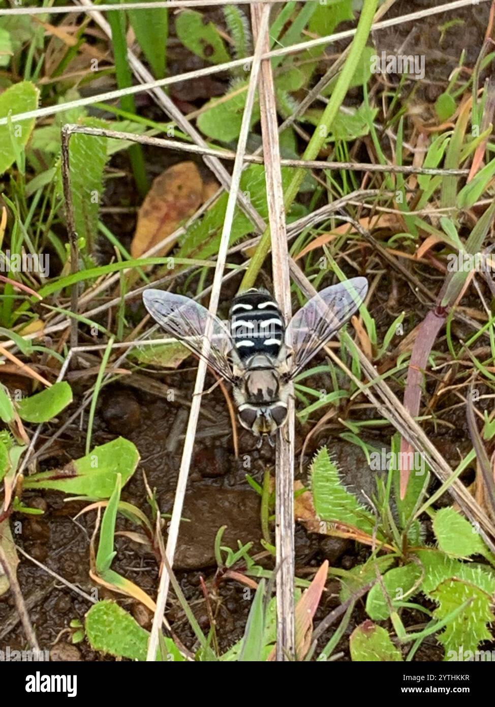 White-bowed Smoothwing (Scaeva affinis Stock Photo - Alamy