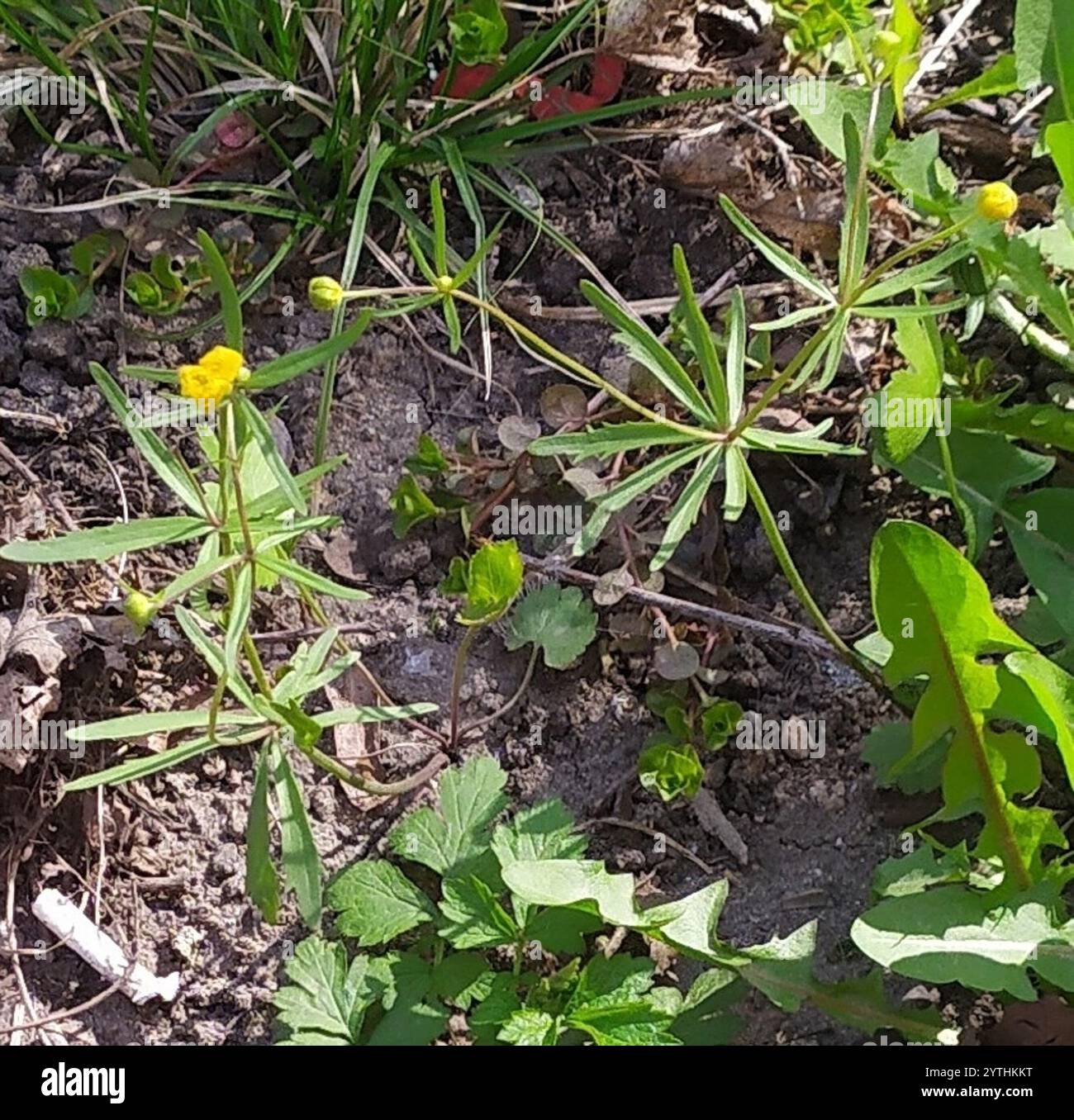 Goldilocks Buttercup (Ranunculus auricomus Stock Photo - Alamy