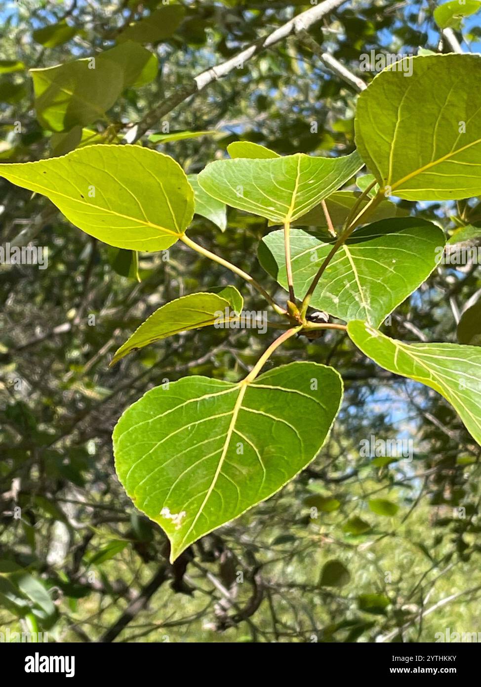 black cottonwood (Populus trichocarpa Stock Photo - Alamy