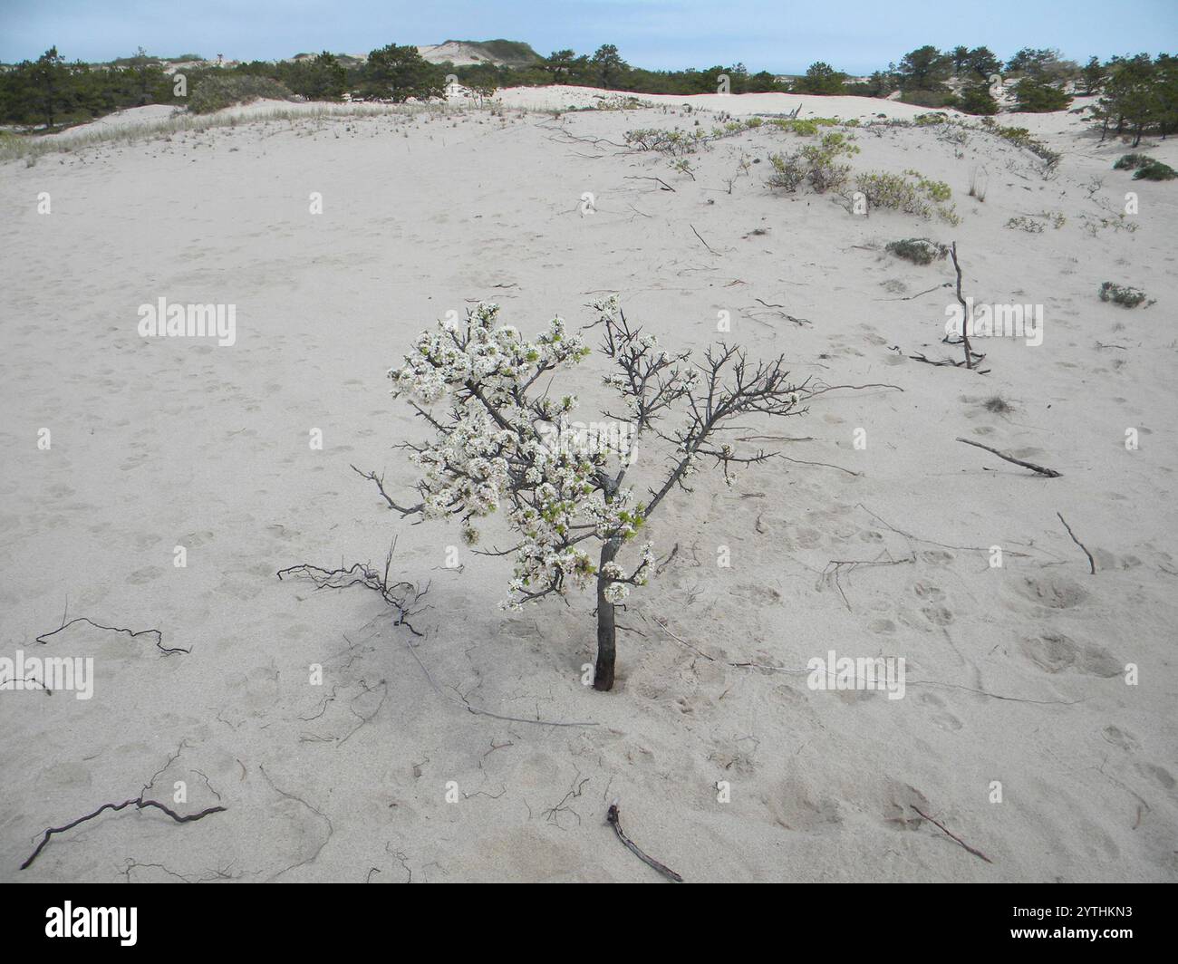 Beach plum prunus maritima hi-res stock photography and images - Alamy