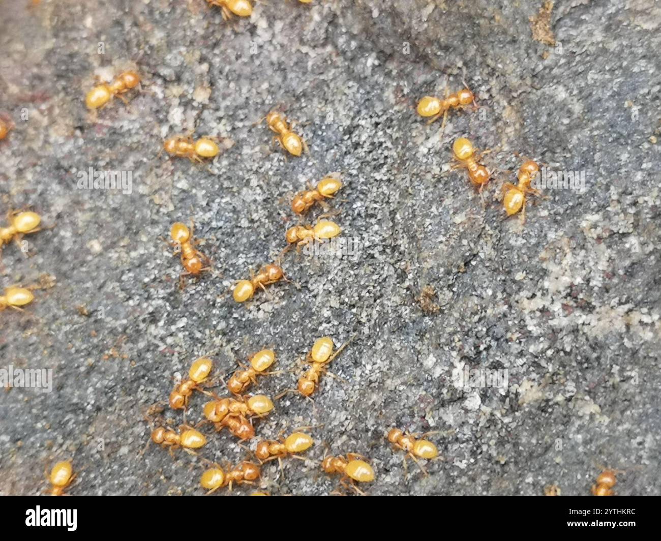 Acanthomyops hi-res stock photography and images - Alamy