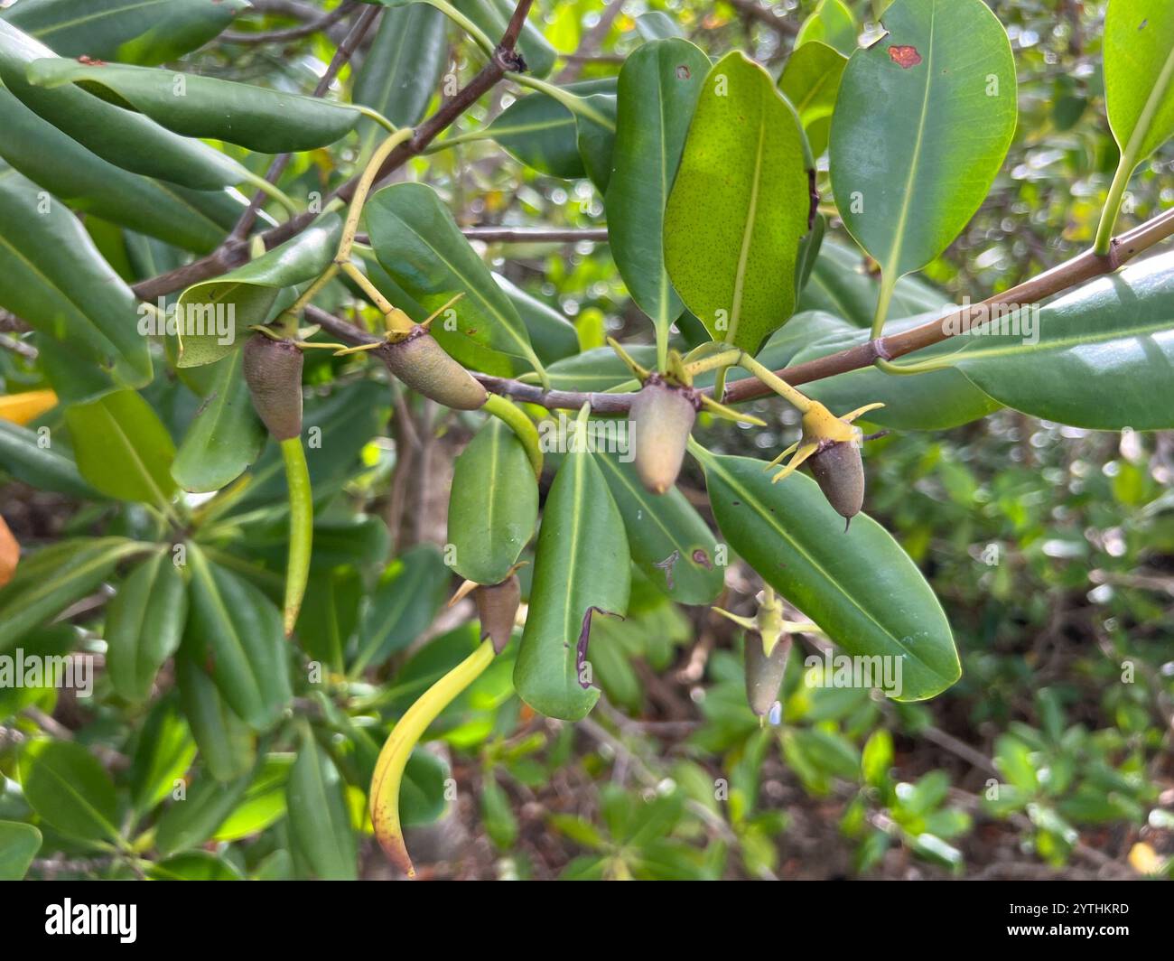 red mangrove (Rhizophora mangle Stock Photo - Alamy