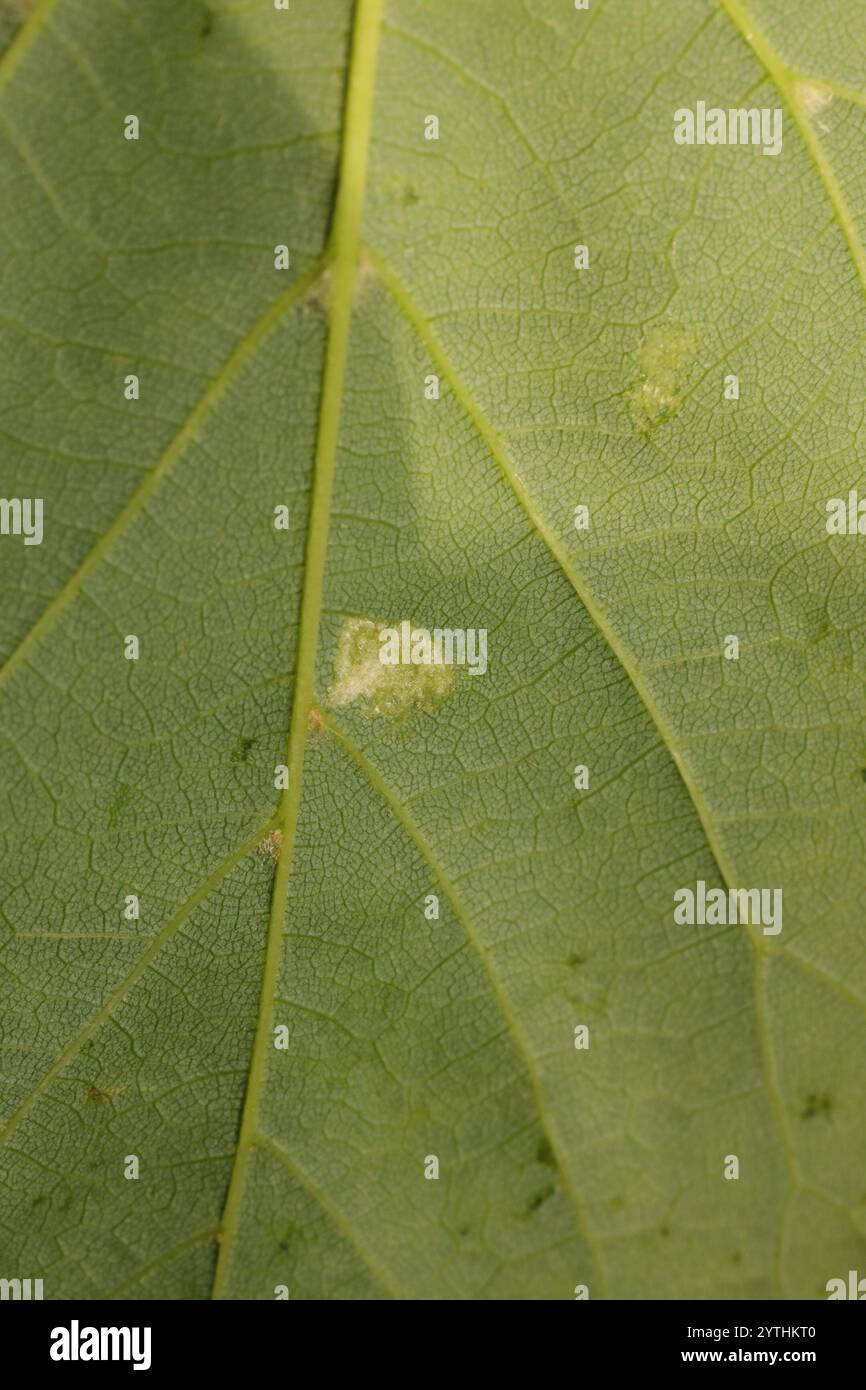 Lime felt gall mite hi-res stock photography and images - Alamy
