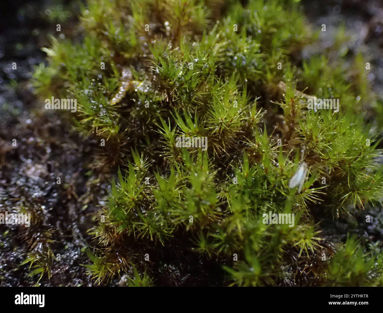 Blindia hi-res stock photography and images - Alamy