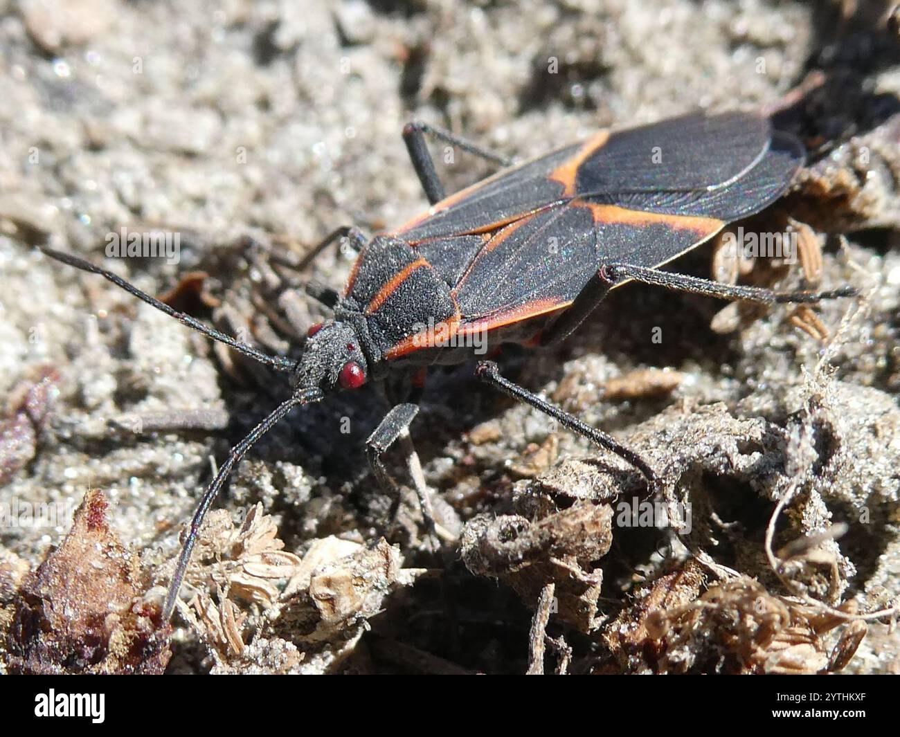 Eastern Boxelder Bug (Boisea trivittata Stock Photo - Alamy