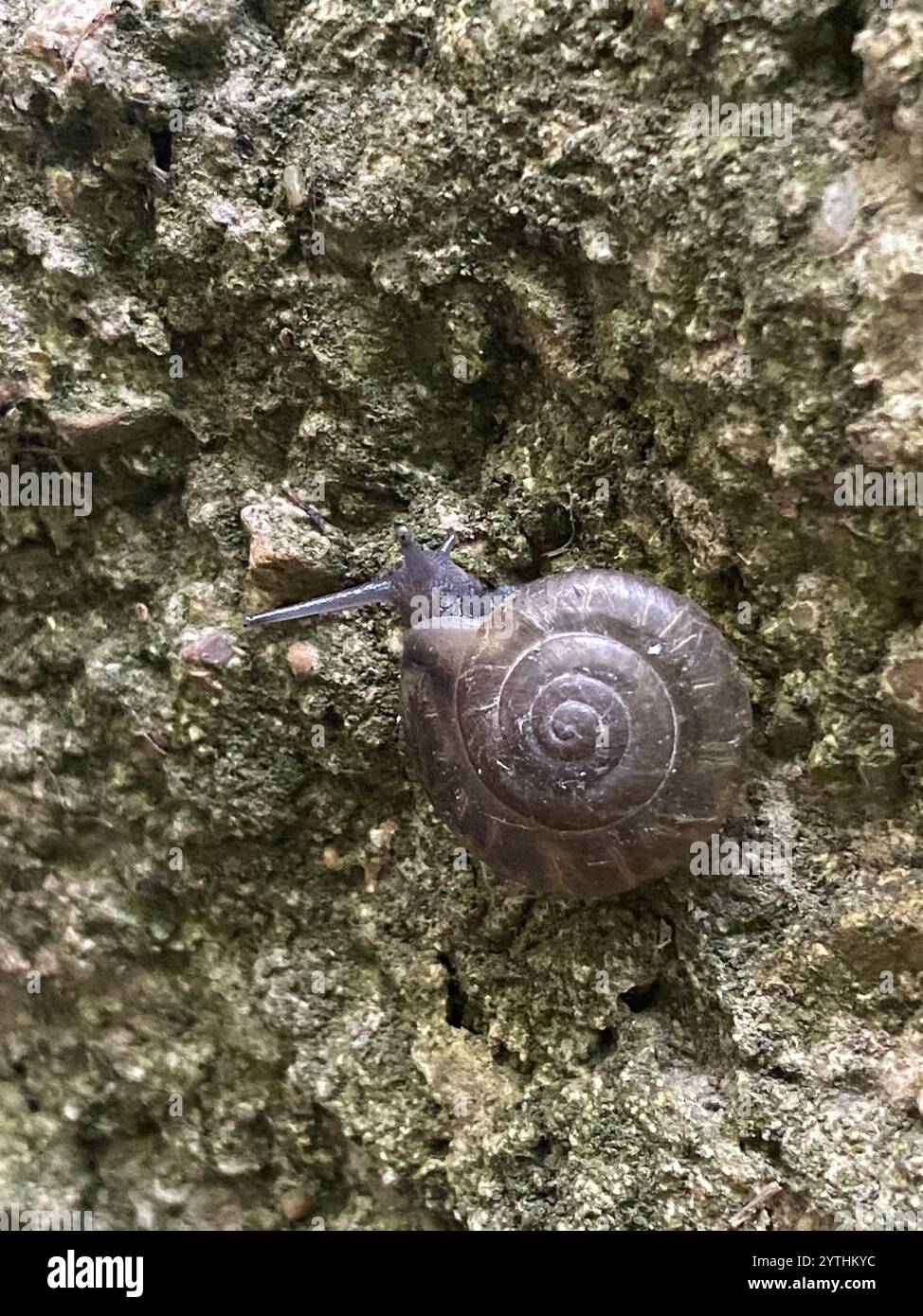 Common land snails slugs hi-res stock photography and images - Alamy