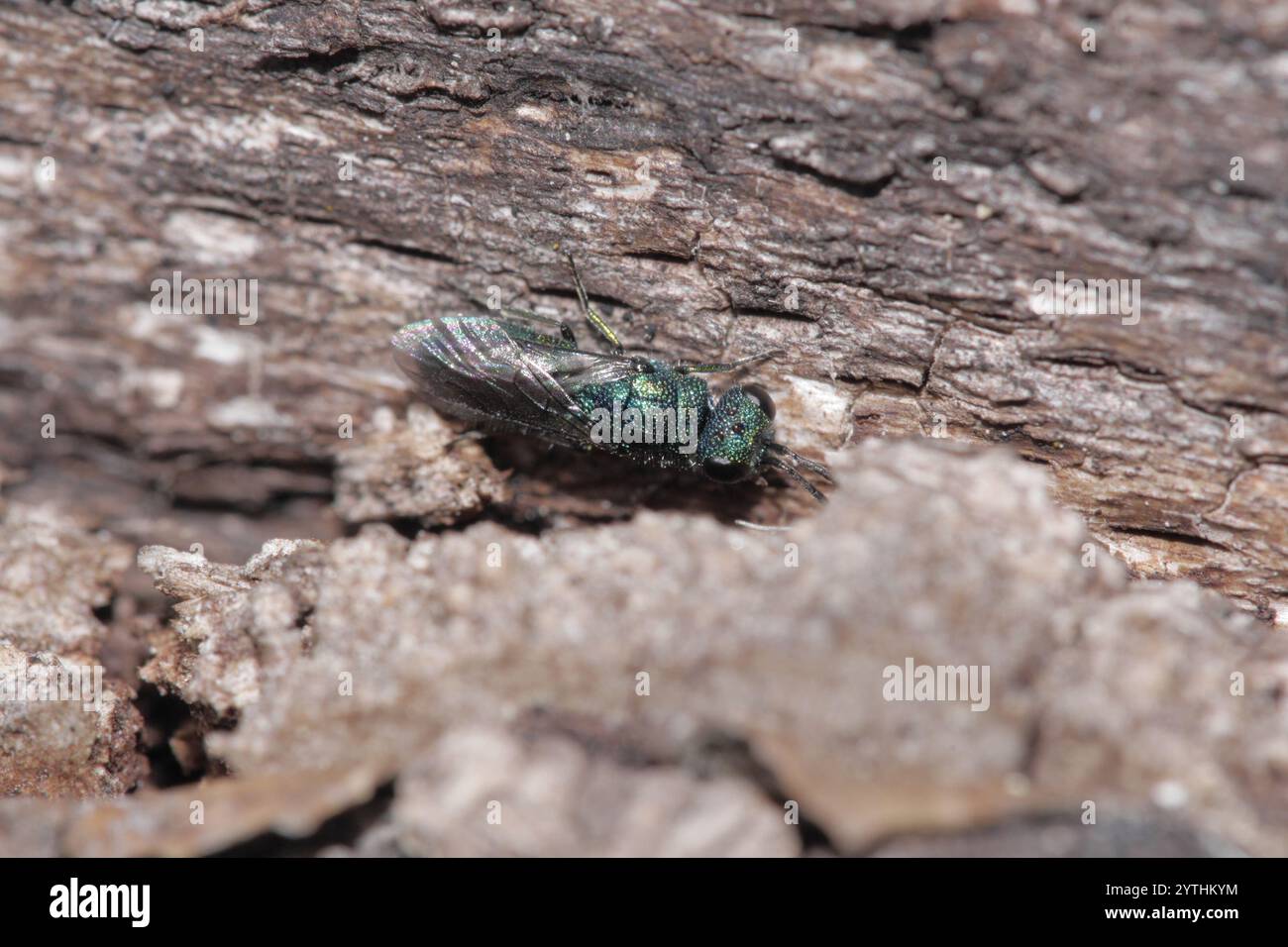 Blue Cuckoo Wasp (Trichrysis cyanea Stock Photo - Alamy