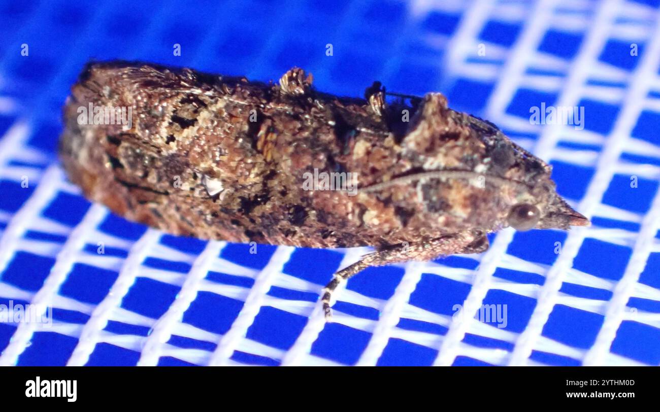 False Codling Moth (Thaumatotibia leucotreta Stock Photo - Alamy