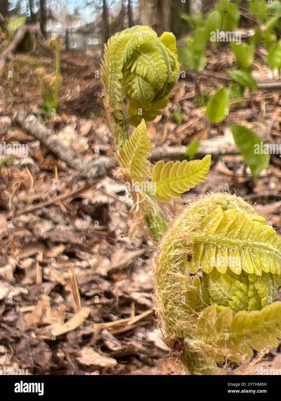 Royal fern family (Osmundaceae Stock Photo - Alamy