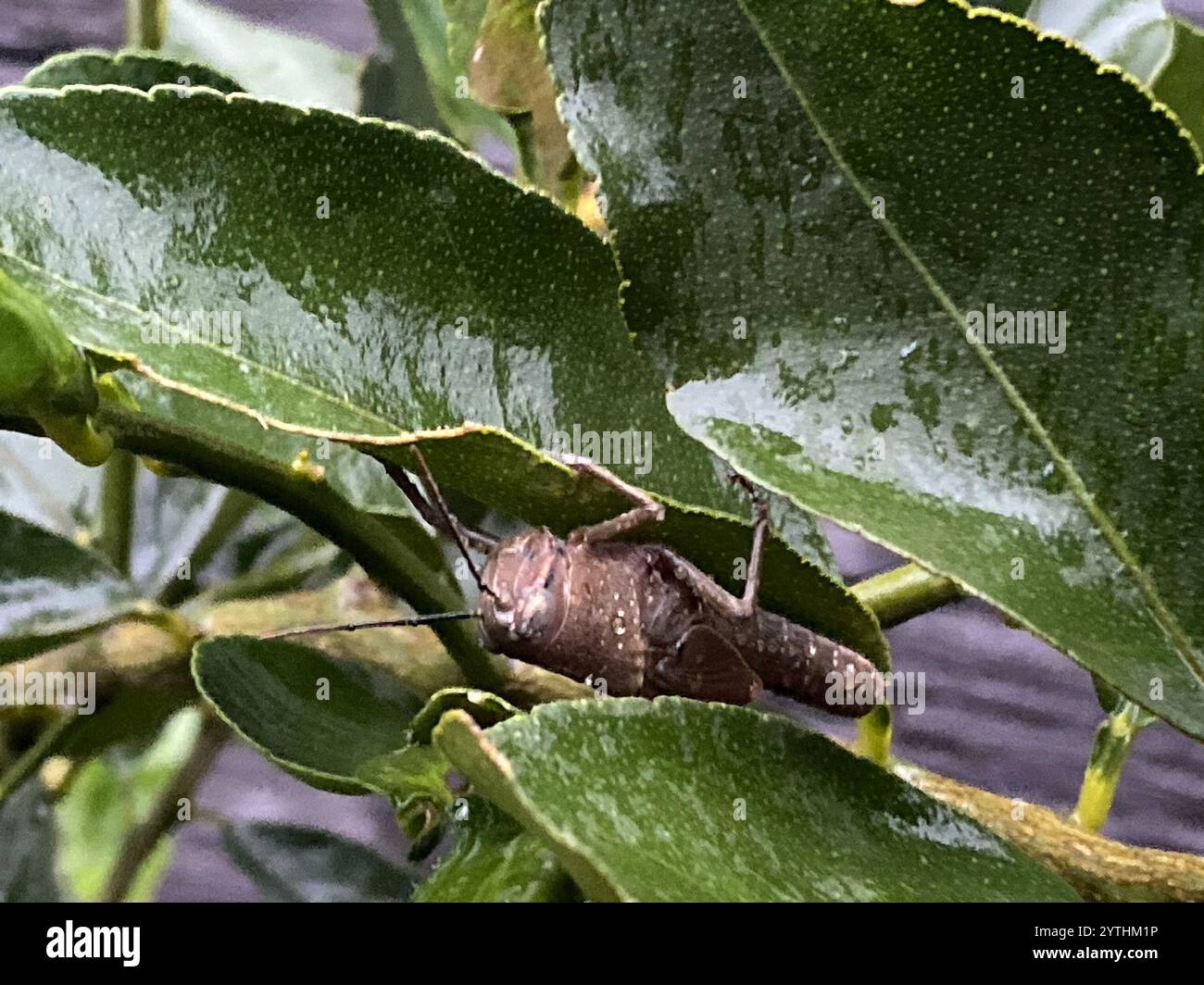 Giant Grasshopper (Valanga irregularis Stock Photo - Alamy