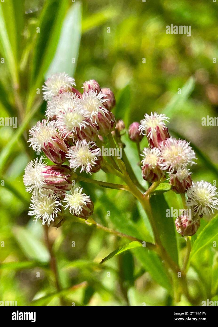 mule fat (Baccharis salicifolia Stock Photo - Alamy