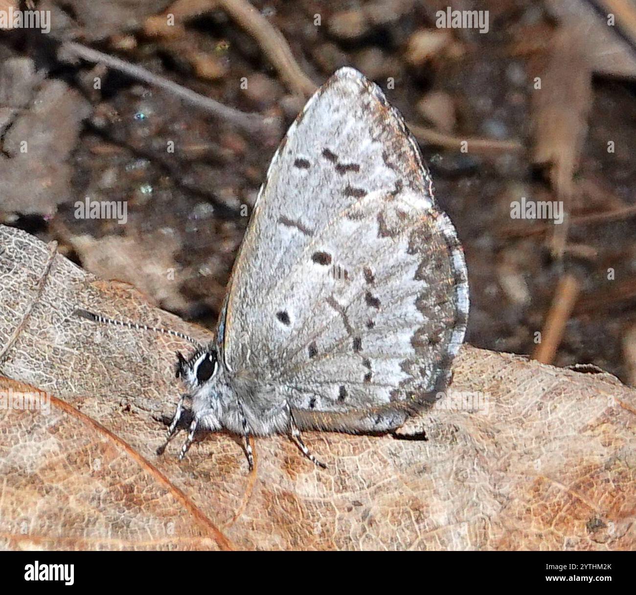 Northern Azure (Celastrina lucia Stock Photo - Alamy