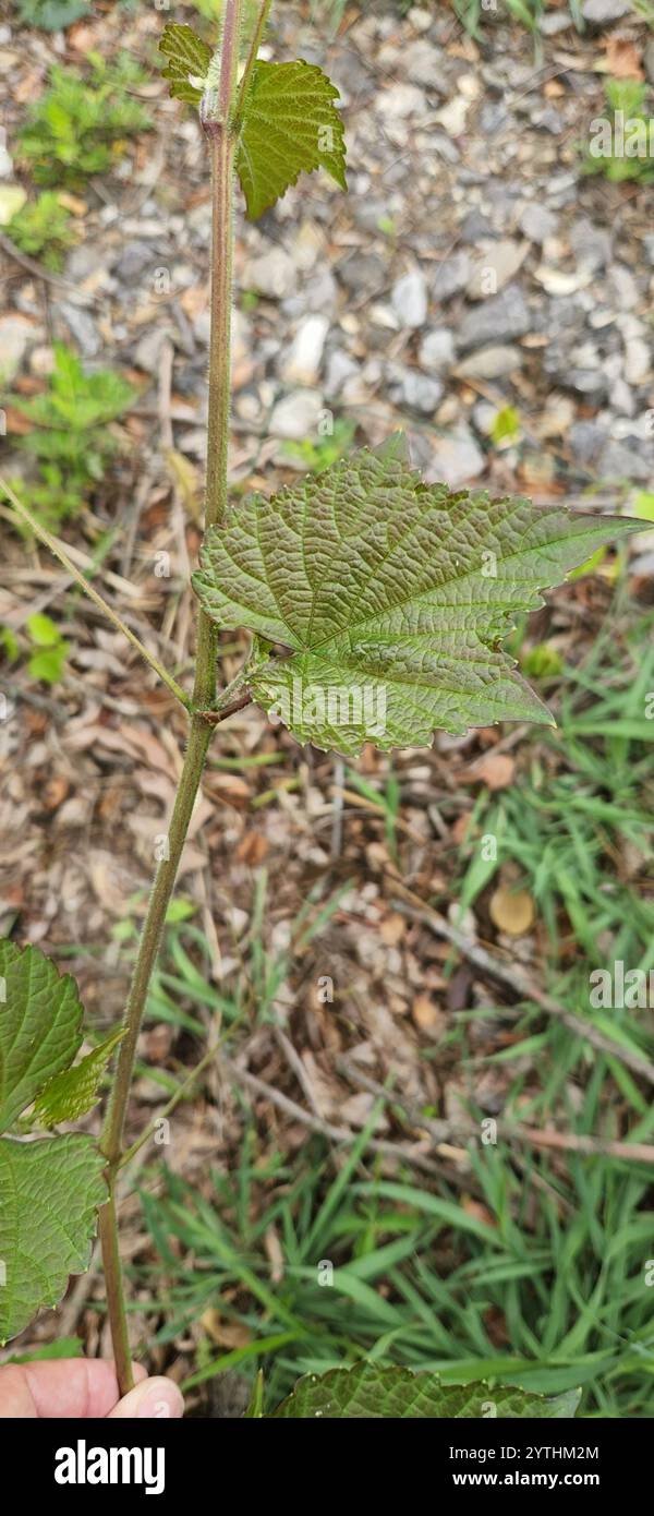 graybark grape (Vitis cinerea Stock Photo - Alamy