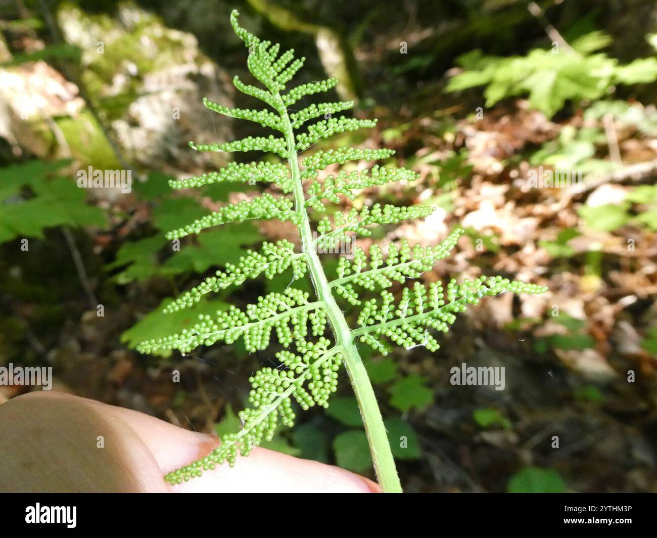 rattlesnake fern (Botrypus virginianus Stock Photo - Alamy