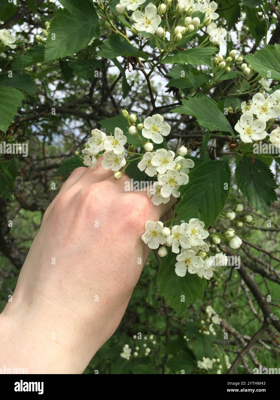 Large-thorn hawthorn (Crataegus macracantha Stock Photo - Alamy