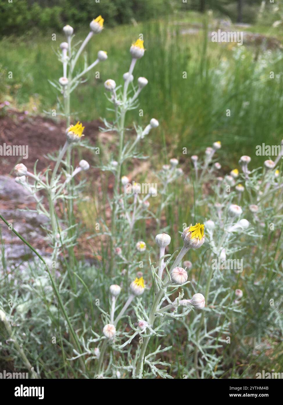 common woolly sunflower (Eriophyllum lanatum Stock Photo - Alamy
